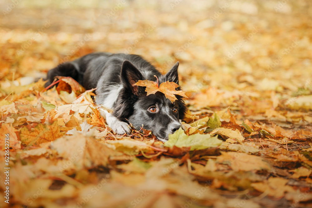 Autumn with a Border Collie. Dog confidently strolling through the fall ...