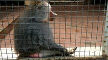Hamadryas Baboon In Cage Free Stock Photo - Public Domain Pictures