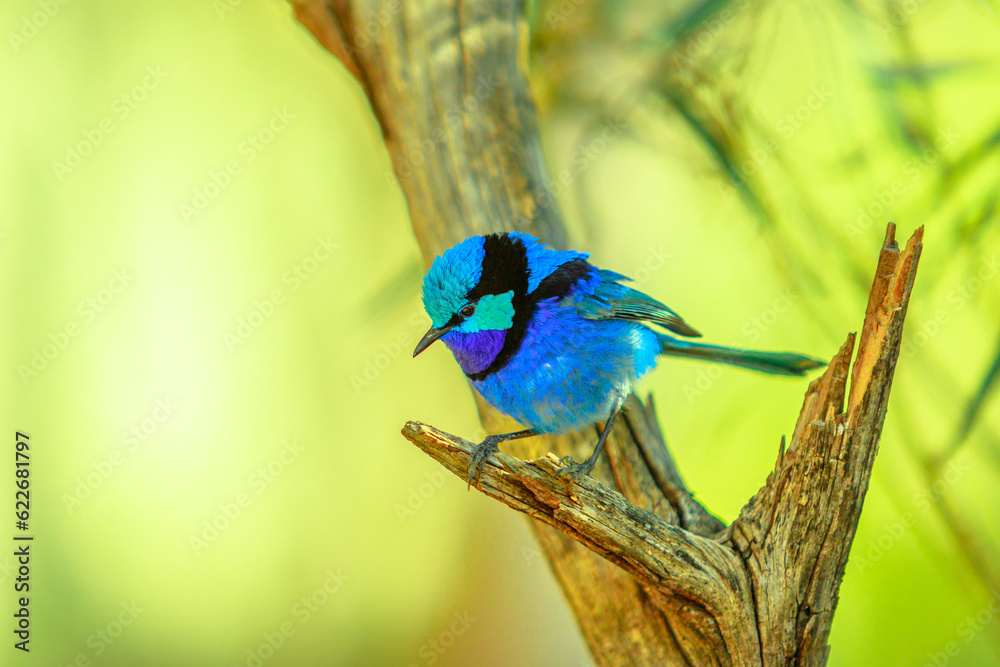 Variegated fairy wren, Malurus splendens, on a tree with blurred green ...