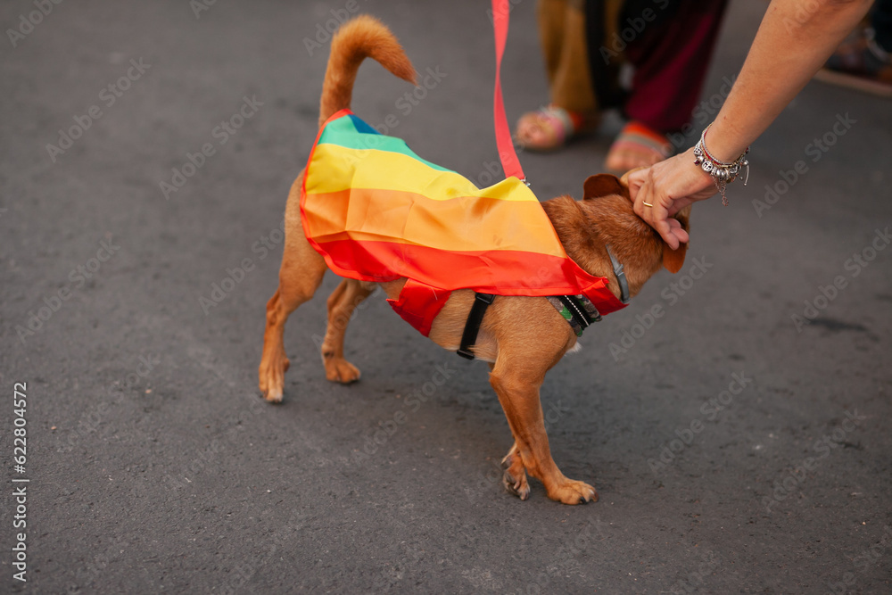 Dog wearing rainbow flag at pride parade walking with rainbow flags ...