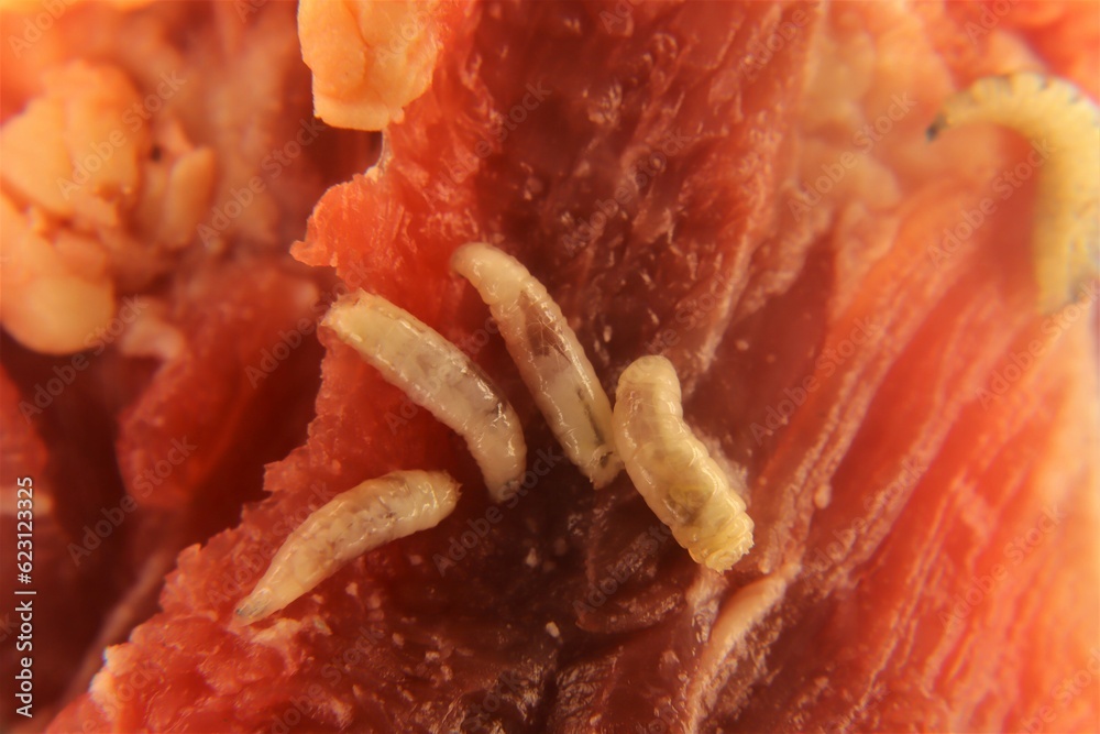 Foto de Stock Larvae of flies on meat. Housefly (Musca domestica ...