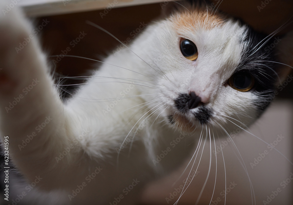Cat with a face like Adolf Hitler. Stock Photo | Adobe Stock