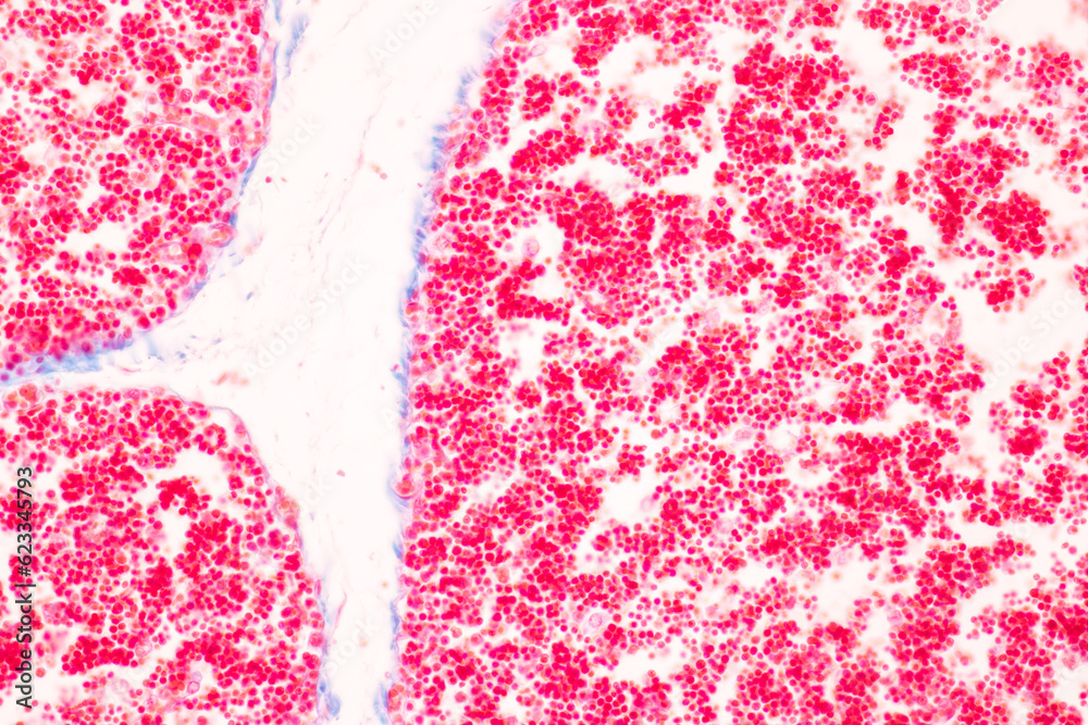 Stock-Foto „Showing Light micrograph of the Trachea, Thymus ...