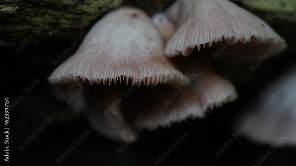The Pink Sherbet Polypore, scientifically known as Ganoderma carnosum ...