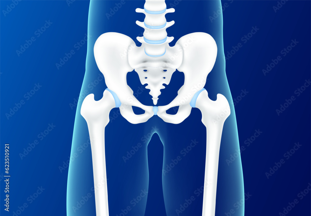 Hip bone and joint cartilage pelvis front on blue background. Human ...