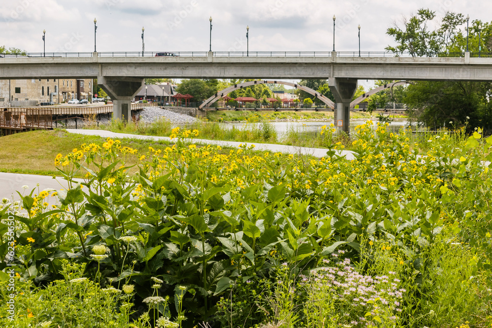 Native plants in a rain garden along a pedestrian trail along a river ...