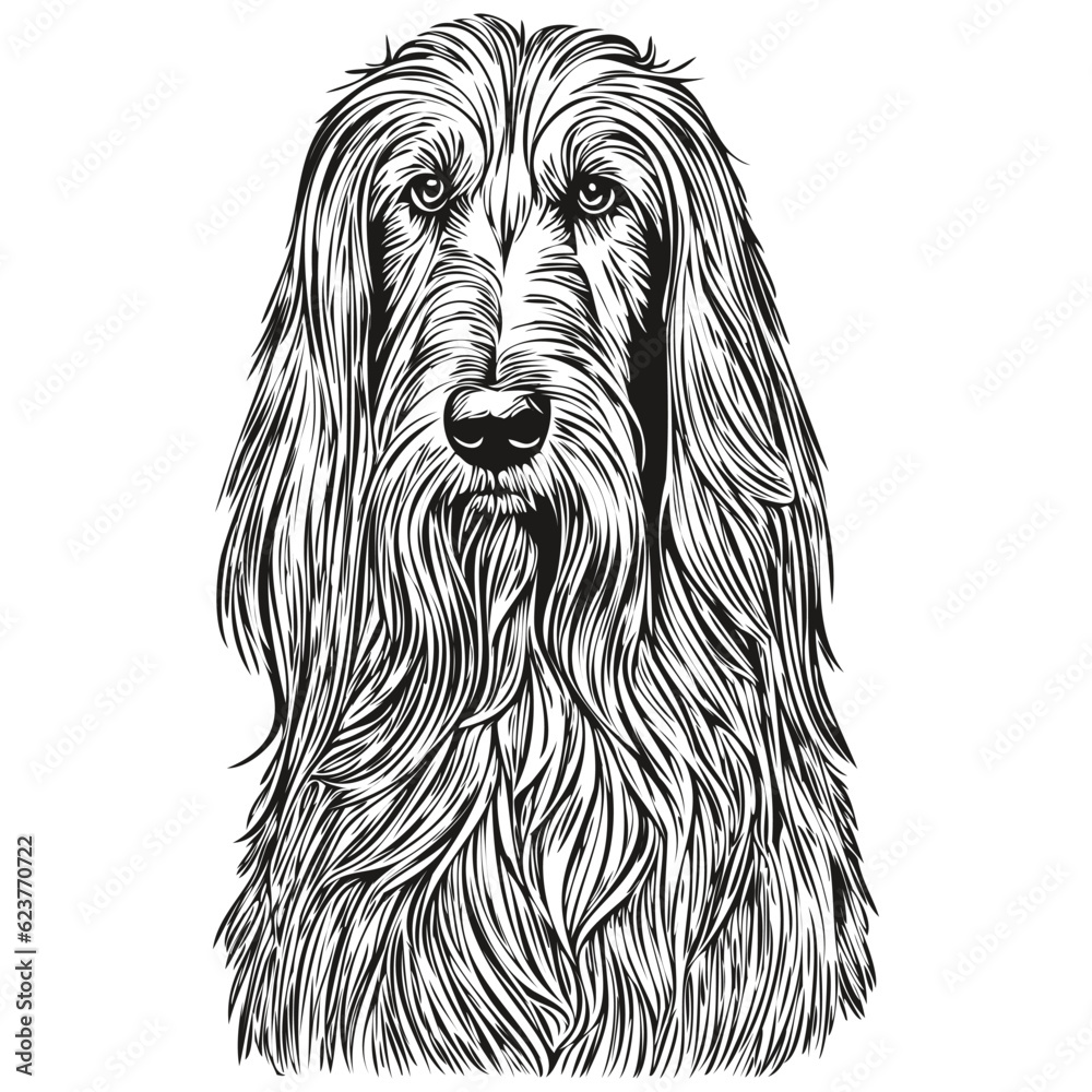 Vector de Stock Afghan Hound dog breed line drawing, clip art animal ...