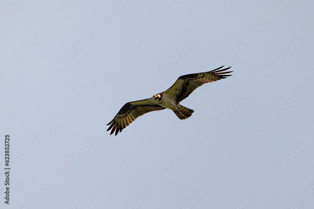 The western osprey (Pandion haliaetus ), female in flight Stock Photo ...