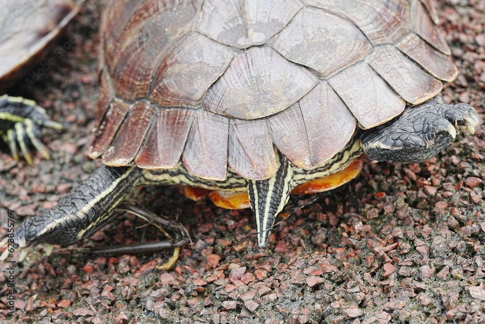Baby Red Eared Slider Habitat| turtle|紅耳龜 Stock Photo | Adobe Stock