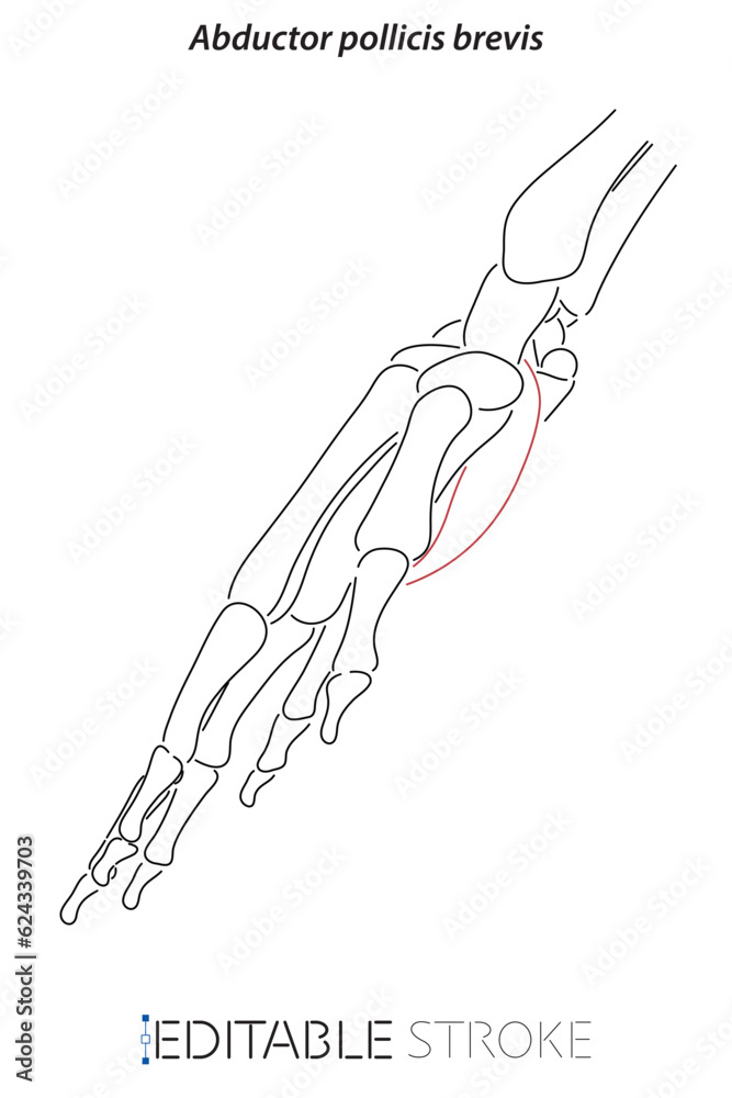 line drawing; line; brevis; doctor learning; science; hand; anatomy ...