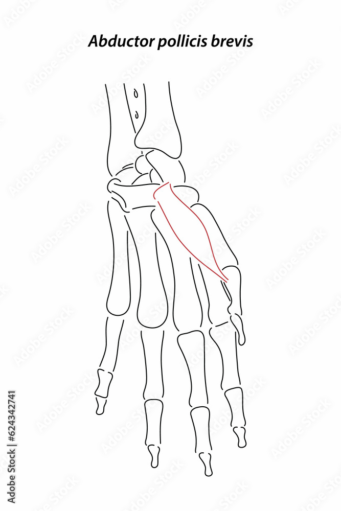 Medical illustration of Abductor pollicis brevis hands muscle. Line ...