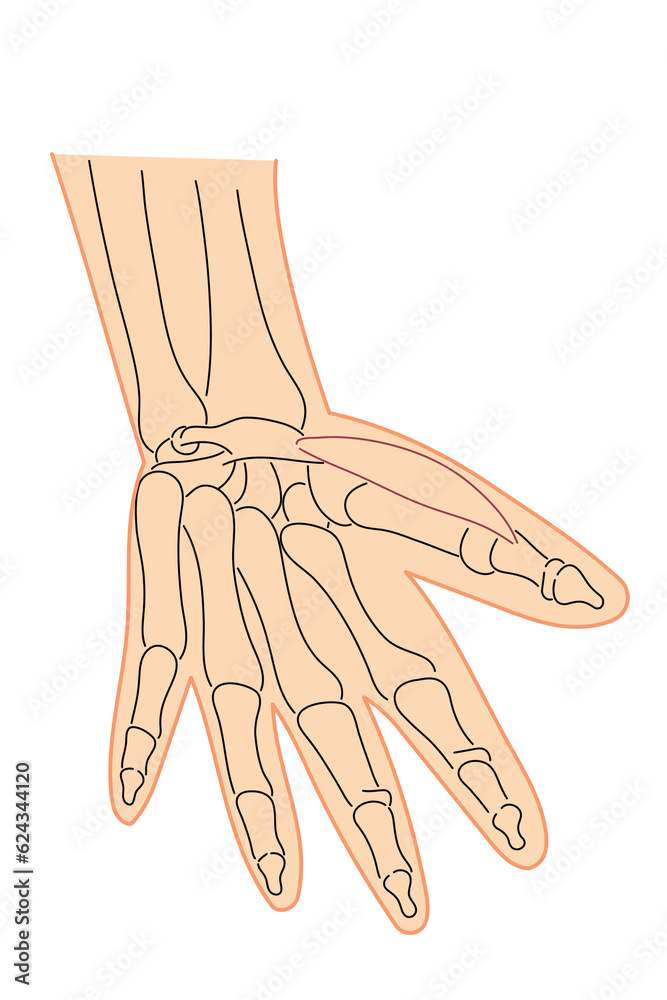 Medical illustration of Abductor pollicis brevis hands muscle. Line ...