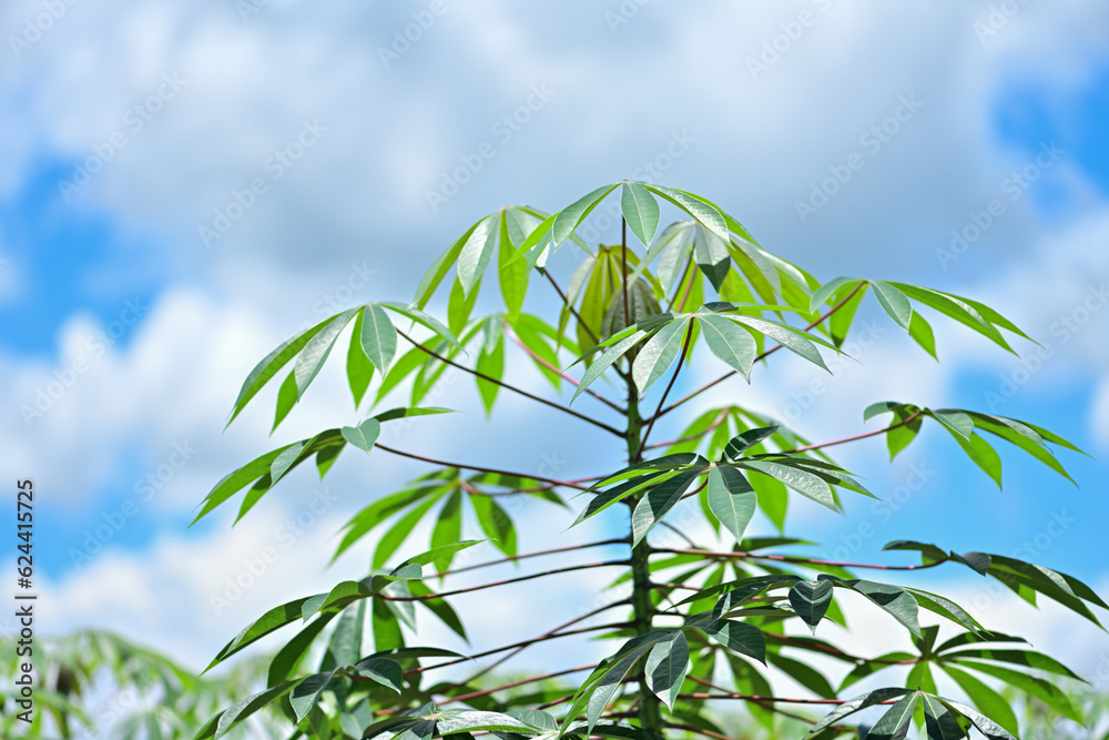 Cassava tree in a Thai farm Concept of economic crops of Thailand, Asia ...