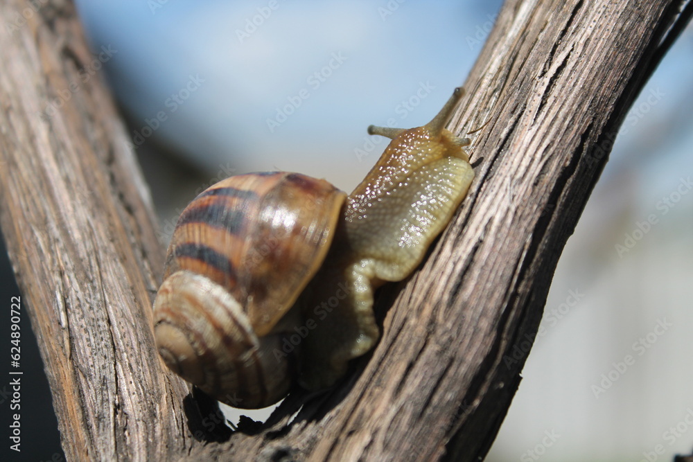 snail, shell, animal, slow, isolated, garden, brown, mollusk, nature ...