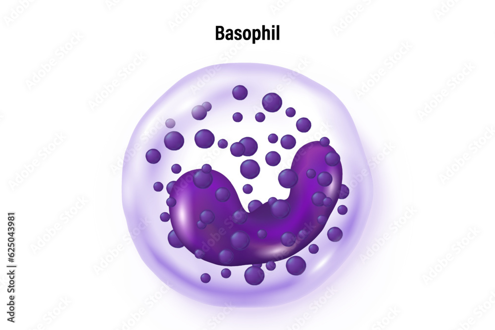 Basophil vector. Type of white blood cell. Blood cell types. Leukocyte ...