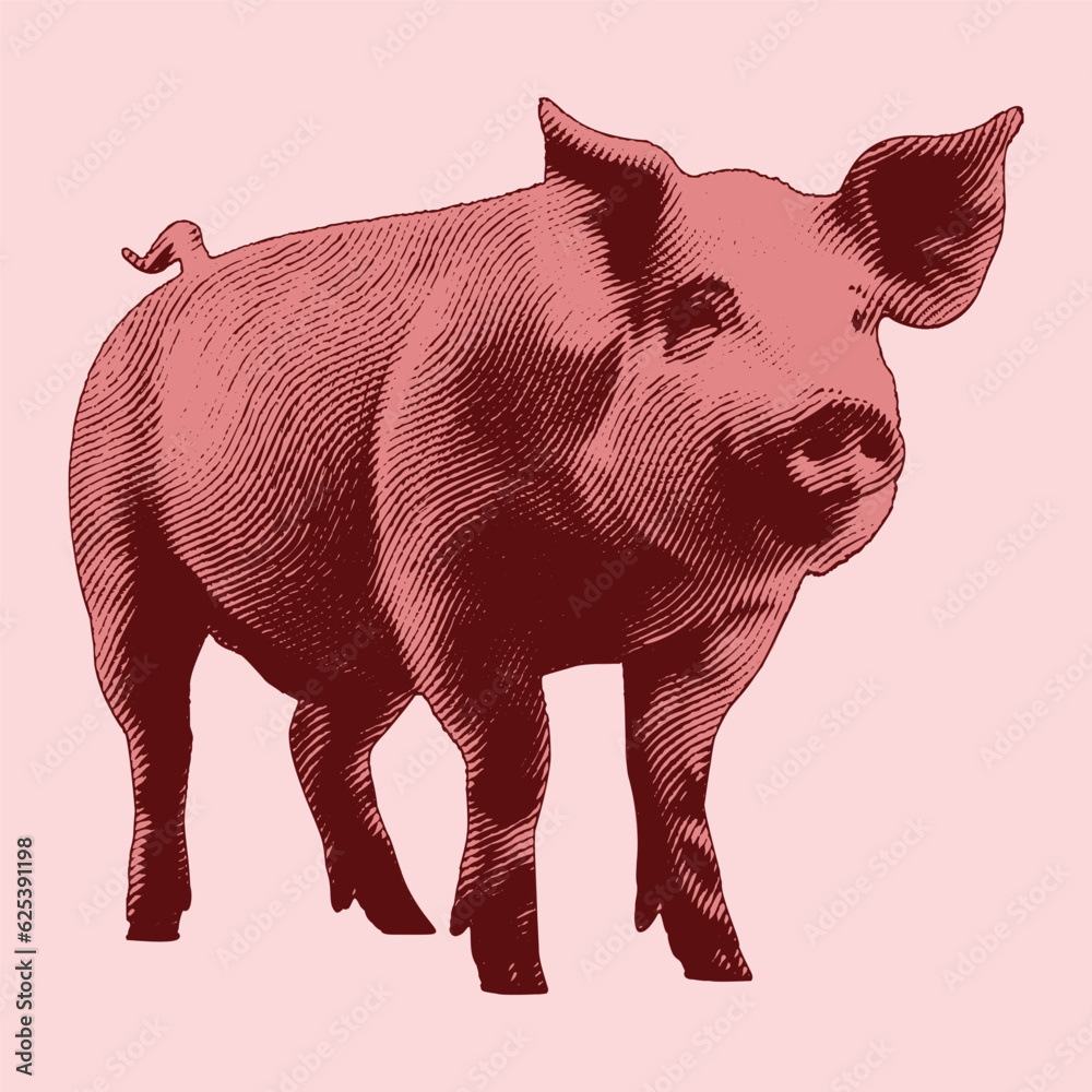 Стоковий вектор Pig vintage engraving illustration. Vector hen what ...