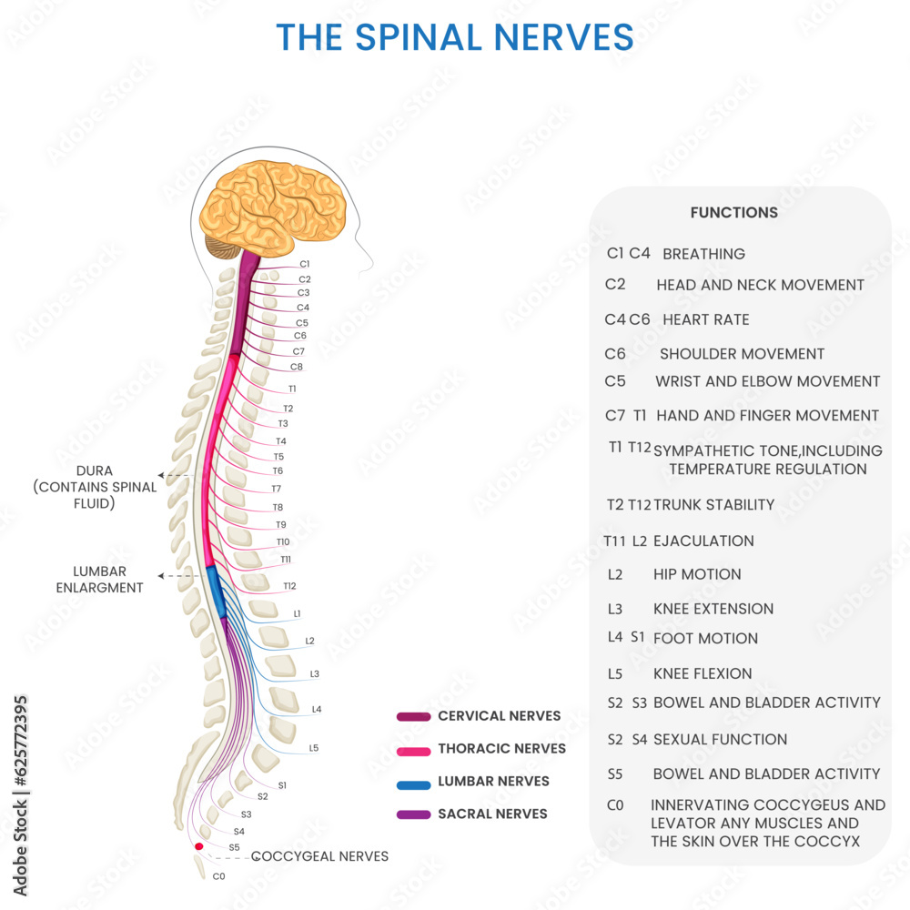 Stockvector The spinal nerves are part of the peripheral nervous system ...