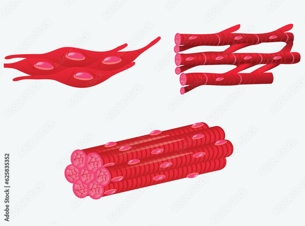 Three types of muscle tissue, anatomy of the muscular system Stock ...