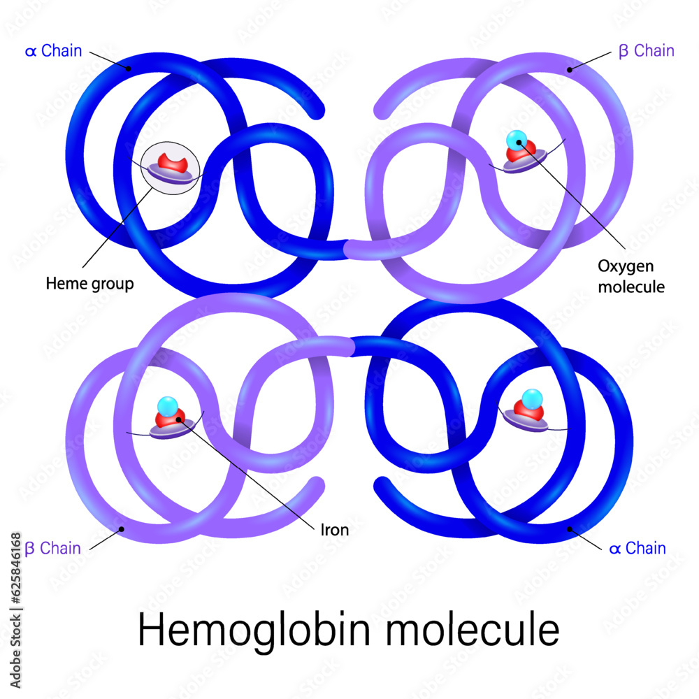 Hemoglobin in red blood cells. Structure of hemoglobin molecule ...