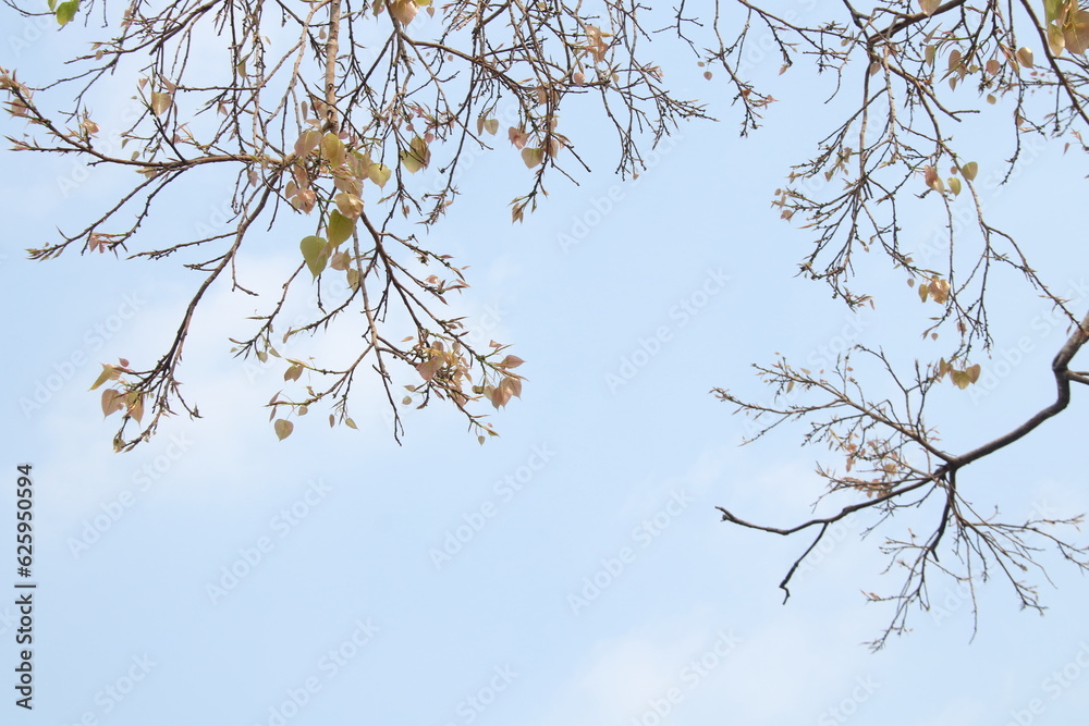 Young leaves of Secred tree on branch and light blue sky with wihte ...