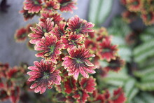 Lamium Plant Close-up Free Stock Photo - Public Domain Pictures