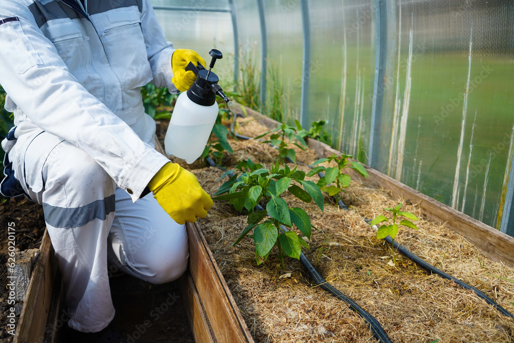 Farming concept. Spraying insecticide on pepper seedlings indoors ...