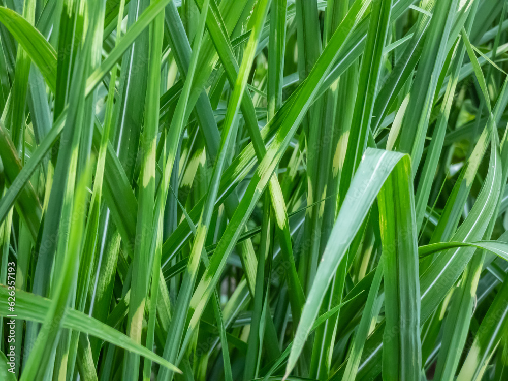 Porcupine Grass (Miscanthus sinensis) 'Strictus' - distinctive ...