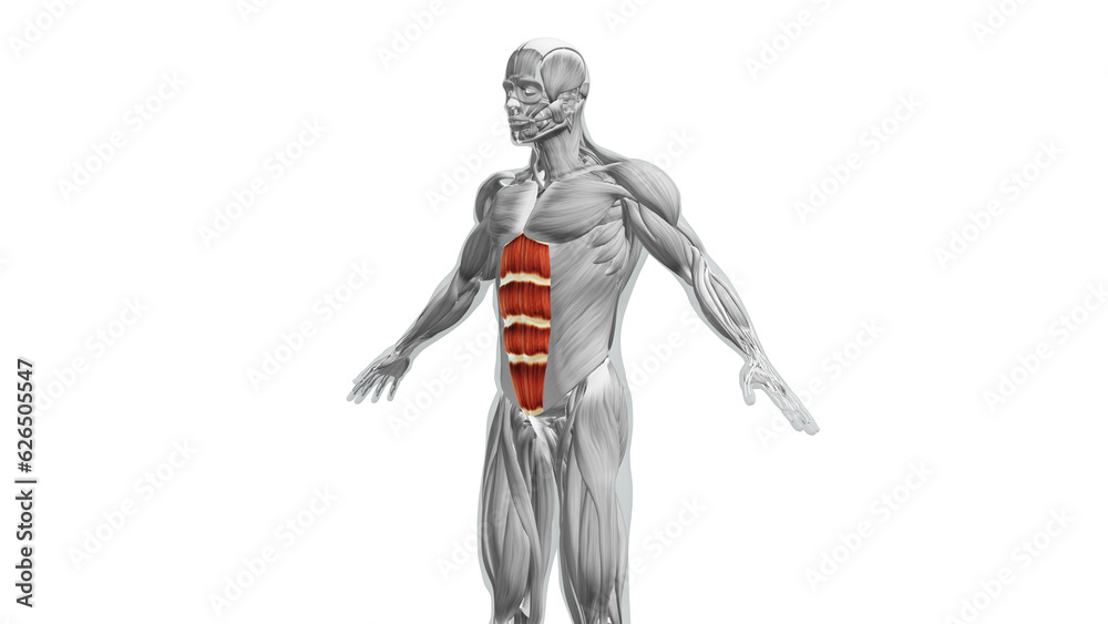 Anatomy of the abdominal Muscles Stock Illustration | Adobe Stock