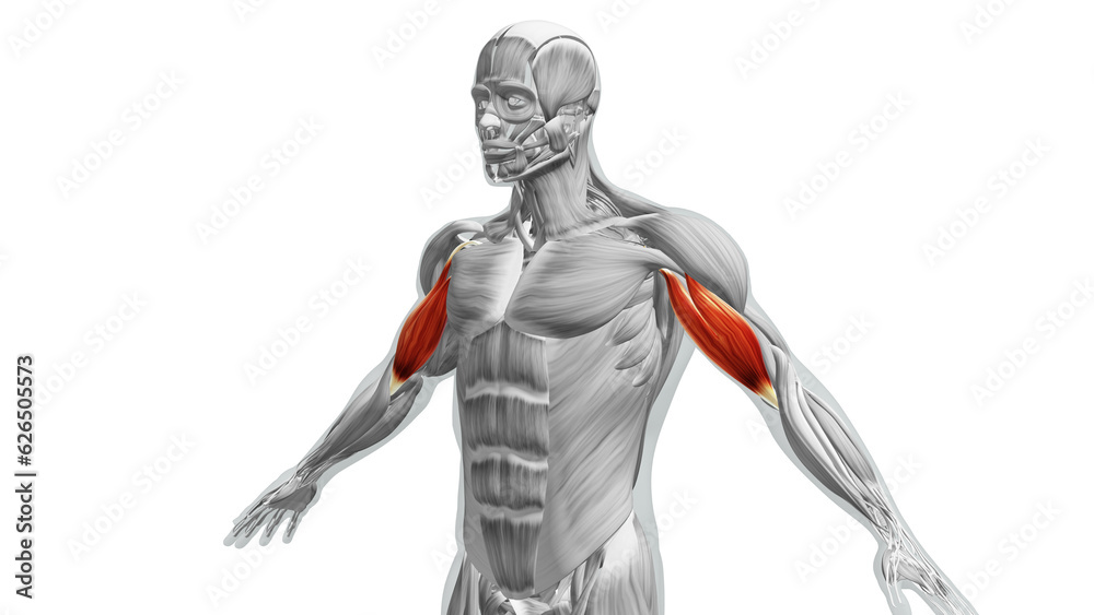 Anatomy of the Biceps Muscles Stock Illustration | Adobe Stock