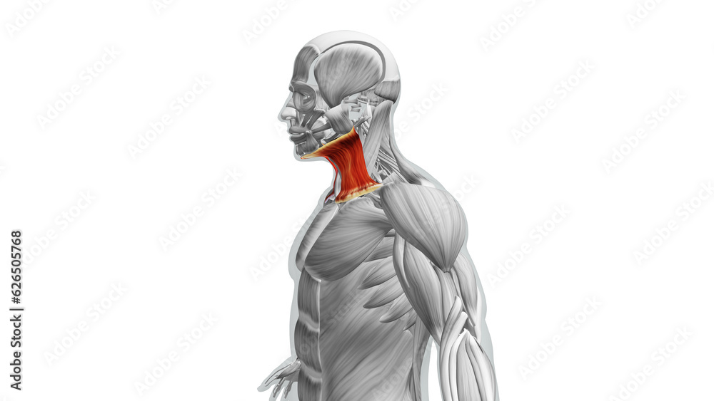 Anatomy of the Sternocleidomastoid Muscles Stock Illustration | Adobe Stock