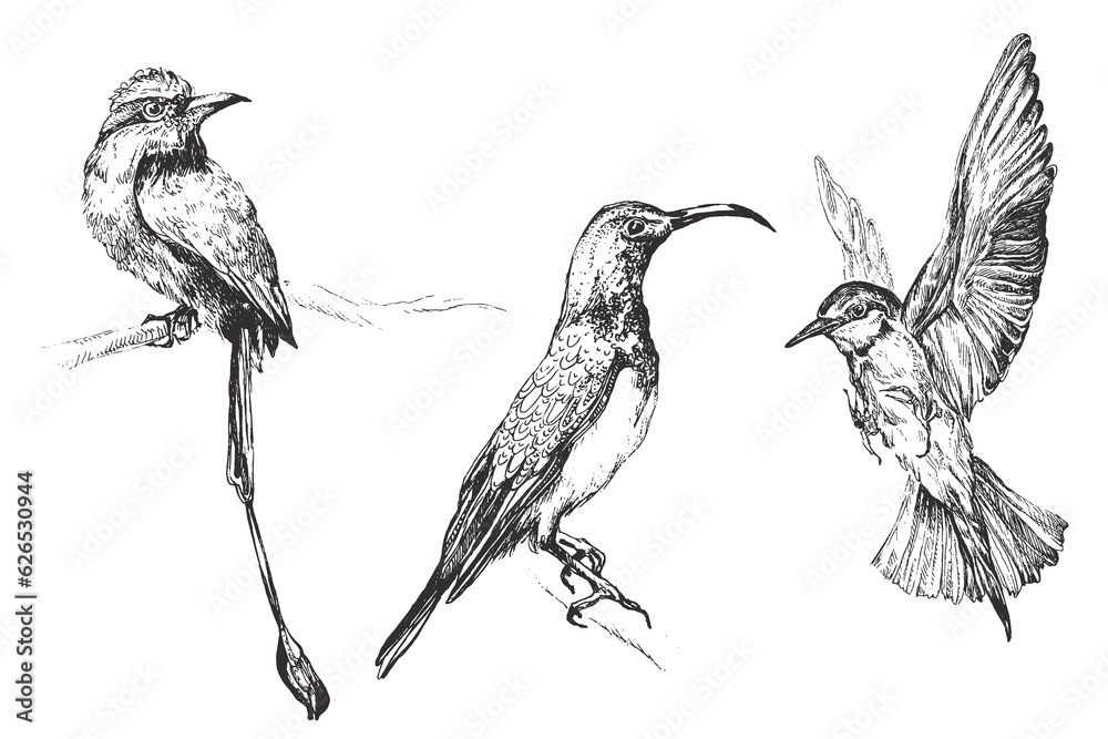 Bird handdrawn illustration, Bird drawing Stock Vector | Adobe Stock