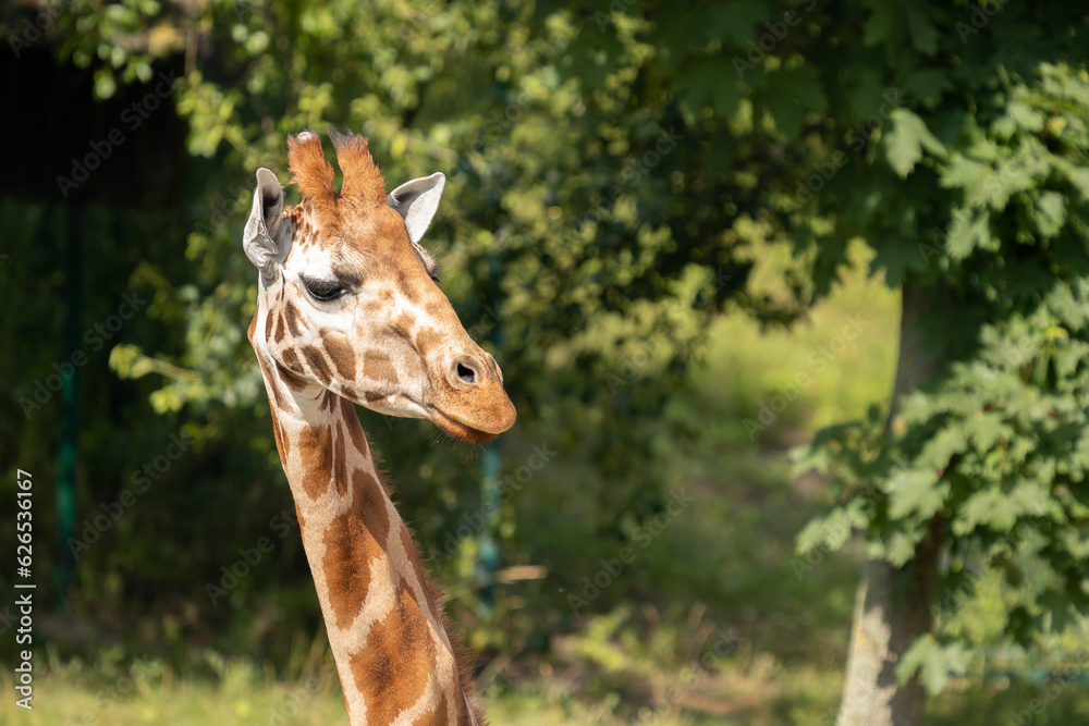 Two Rothschild giraffes, Giraffa camelopardalis rothschildi, against ...