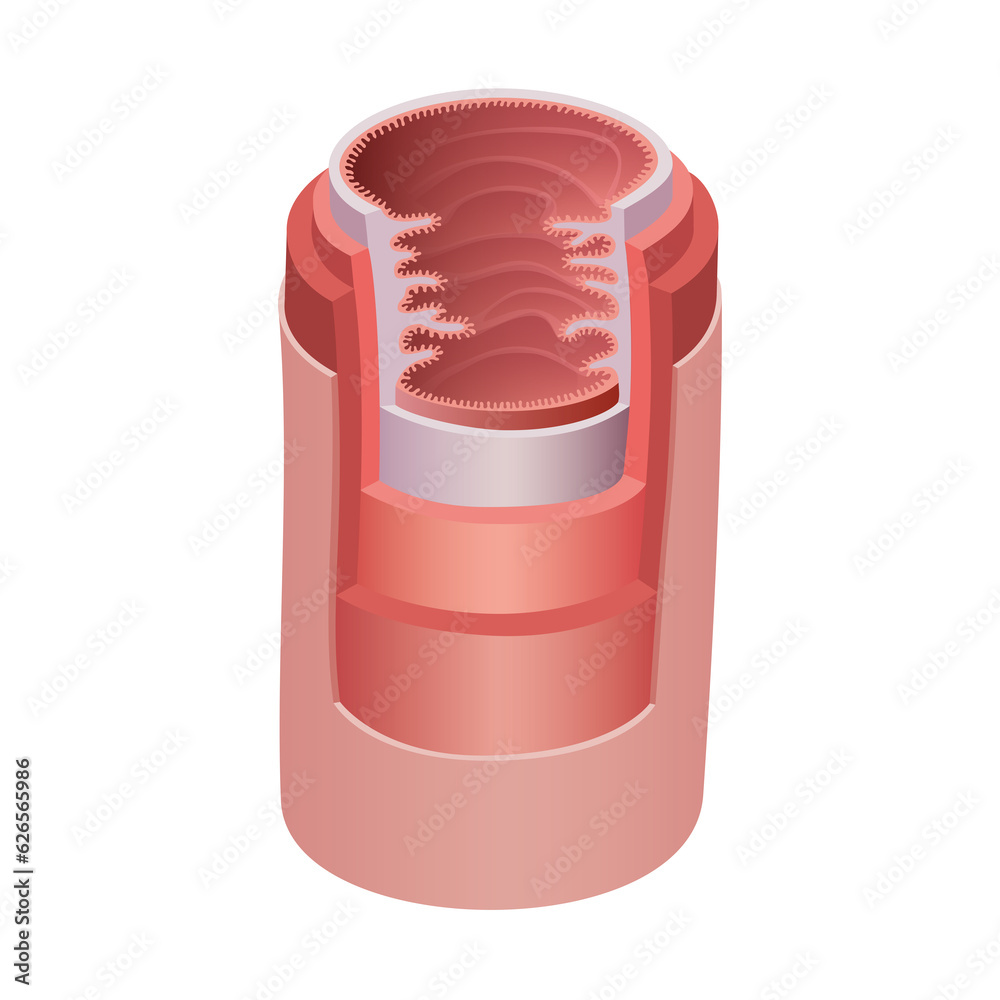 Illustration of the anatomical structure of the esophagus Stock ...