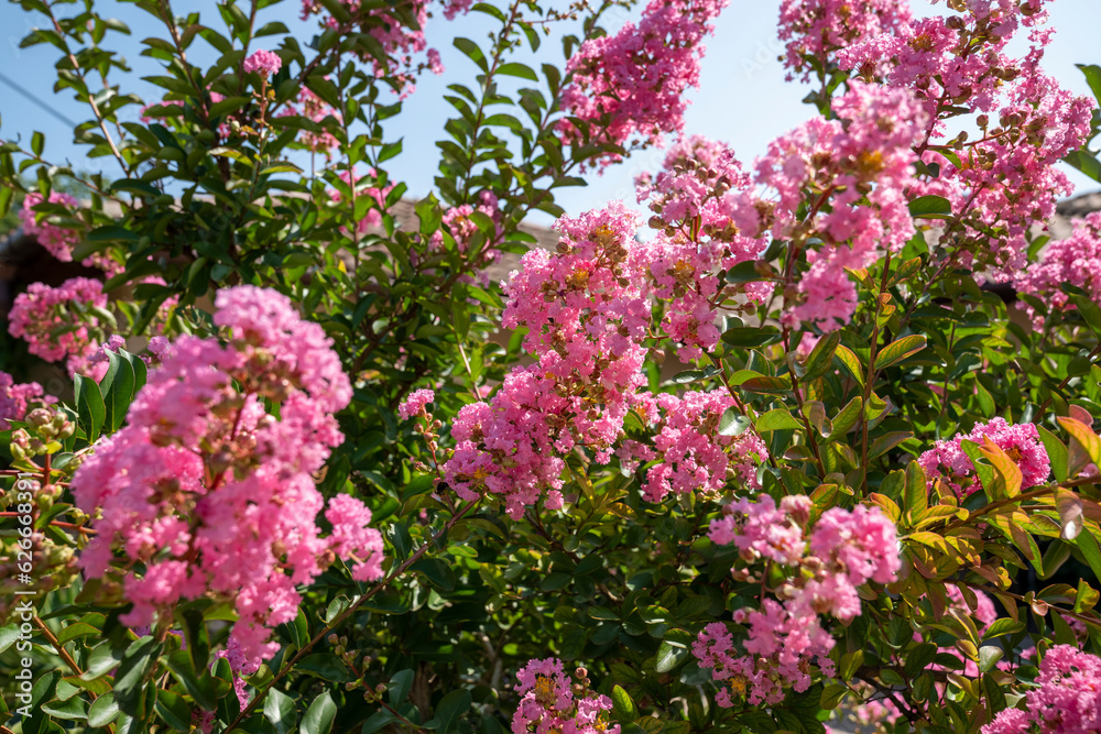 Lagerstroemia indica in blossom. Beautiful pink flowers on Сrape myrtle ...