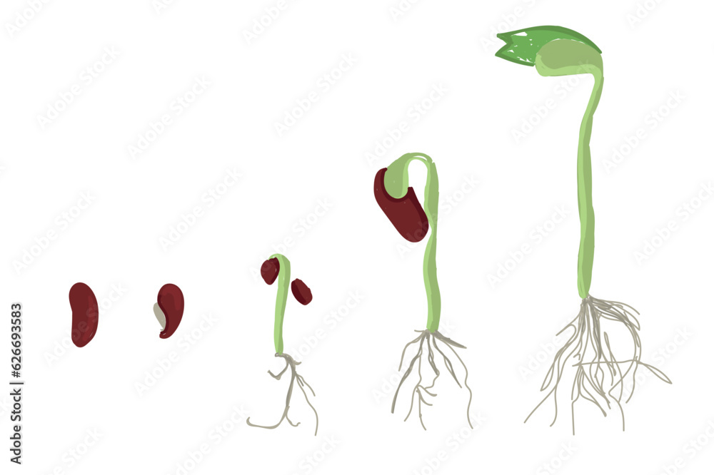 Growth stages of bean plant. Bean growing stages vector illustration ...