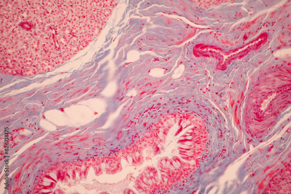 Showing Light micrograph of the Tongue human , Tooth human, Parotid ...