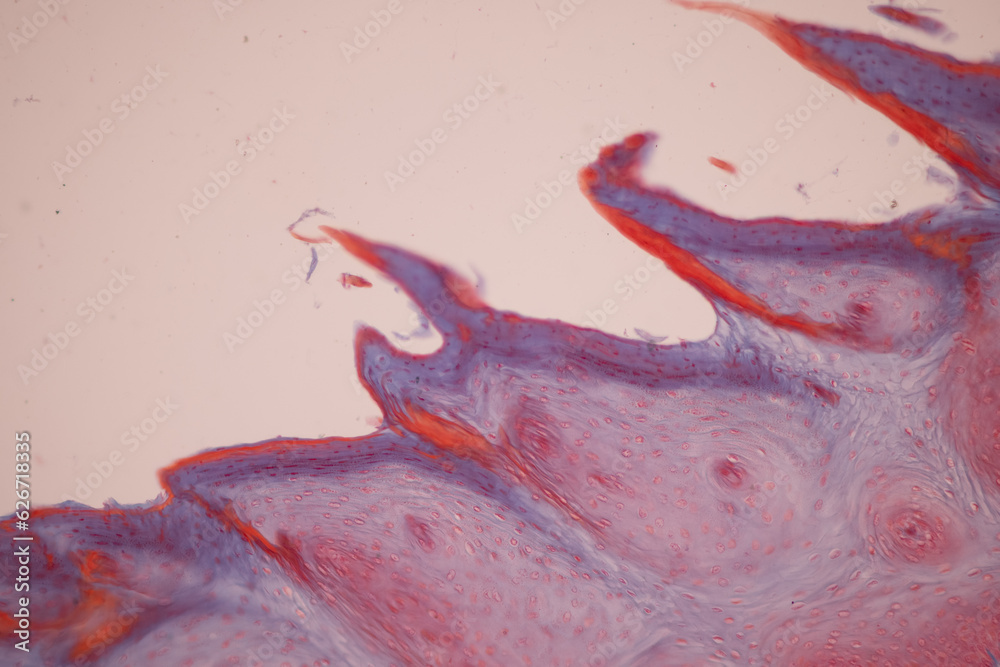 Showing Light micrograph of the Tongue human , Tooth human, Parotid ...