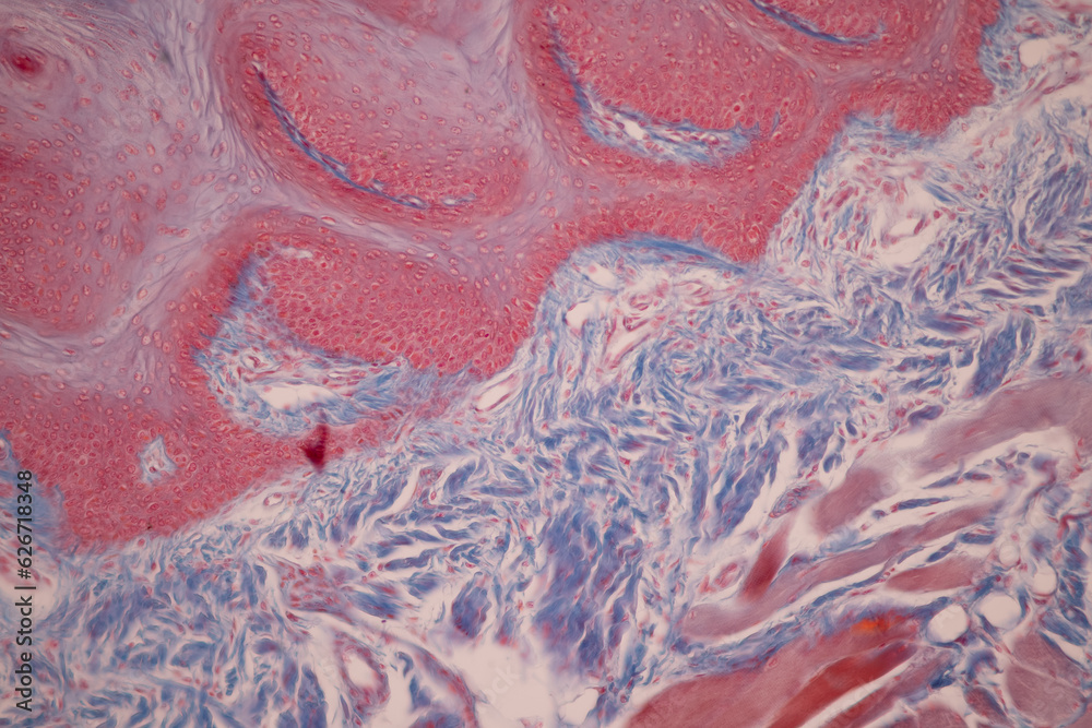 Showing Light micrograph of the Tongue human , Tooth human, Parotid ...