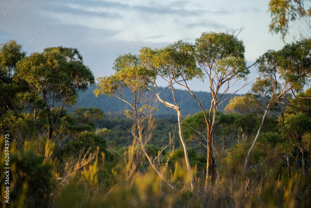 beautiful gum Trees and shrubs in the Australian bush forest. Gumtrees ...