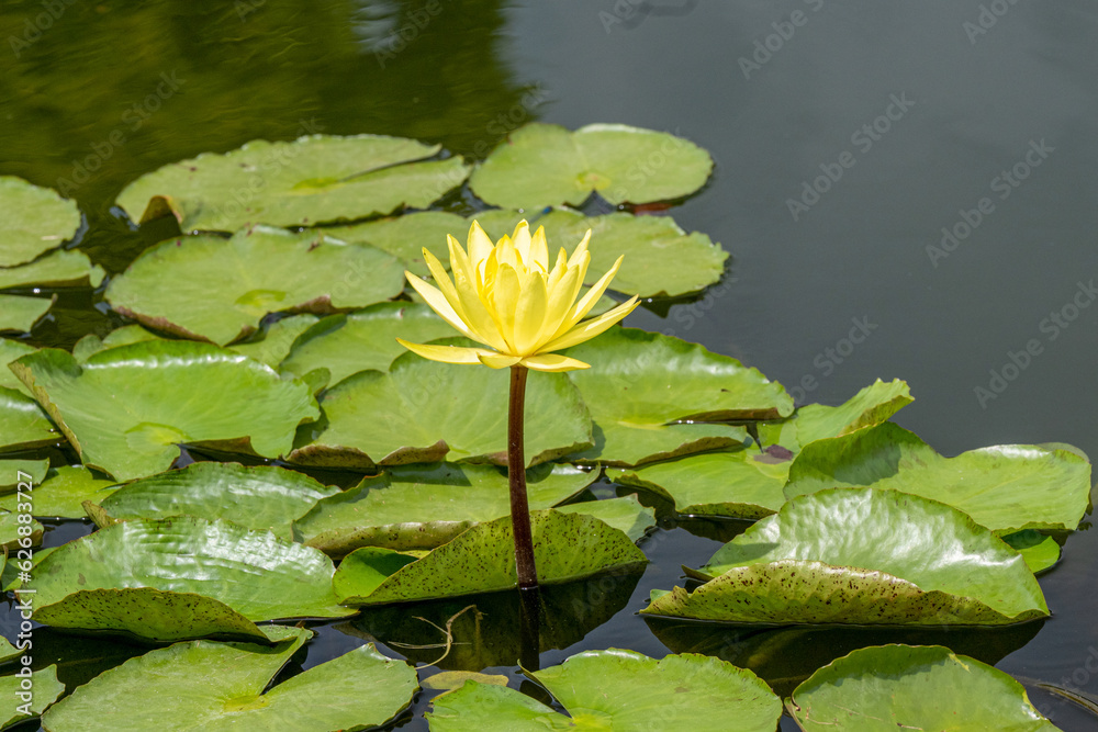 Yellow lotus flower and leaves of giant water lily. Botanical Garden ...