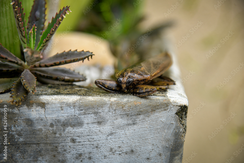 Photo Stock Lethocerus deyrollei, giant cockroach, water cockroach ...