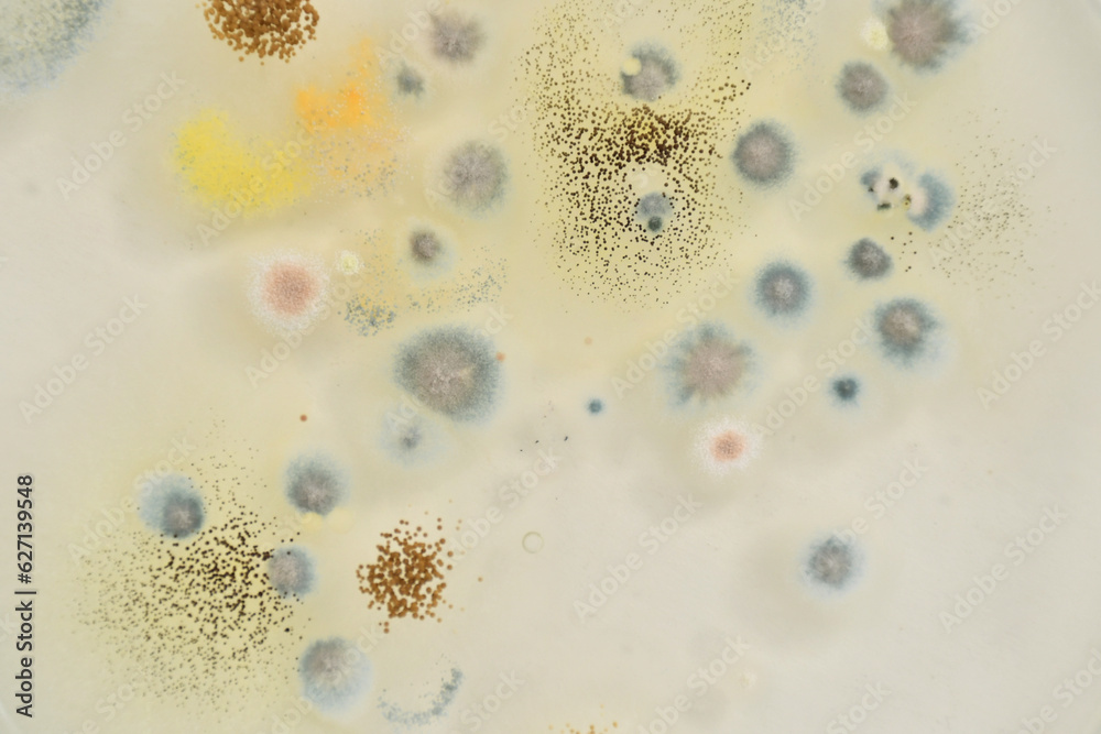 Yeast and Mould Test. biodiversity. Microbiology. Colony morphology of ...