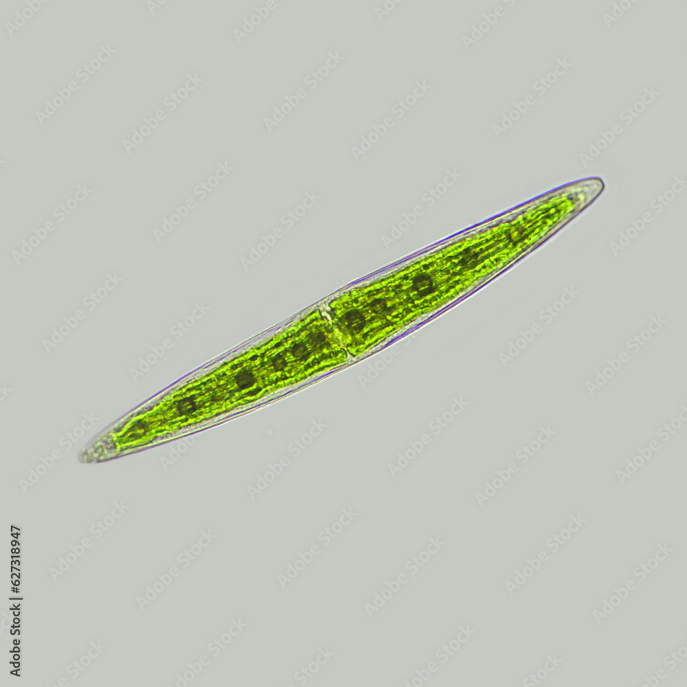 Closterium sp. is a living Green alga consisting of two semi-cells ...