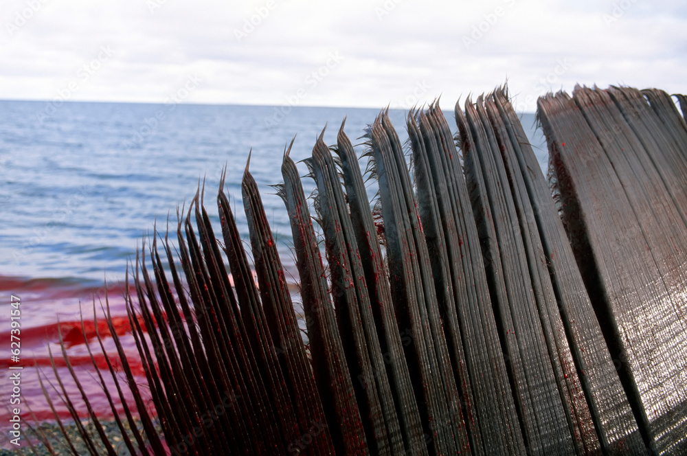 Blood flows into the Arctic Ocean from a Bowhead whale carcass (Balaena ...