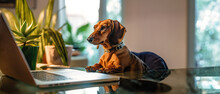 Dog, Dachshund, Computer Free Stock Photo - Public Domain Pictures