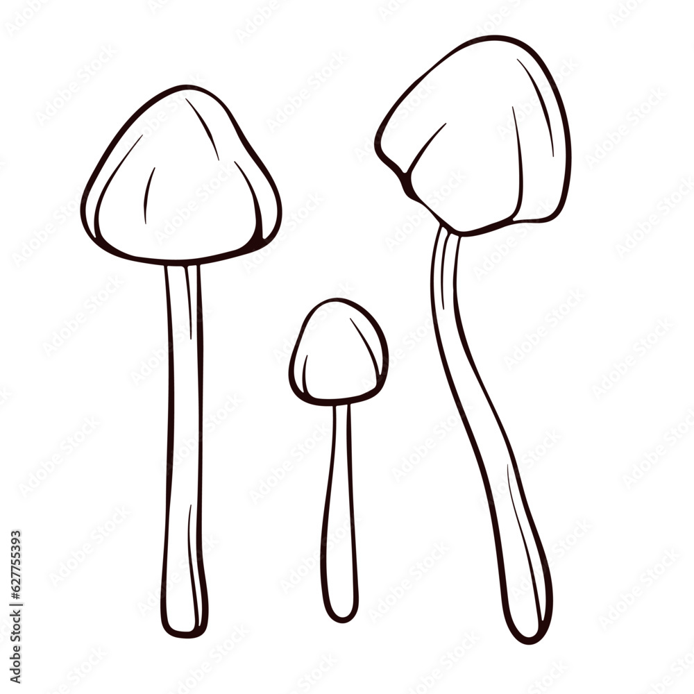 Conocybe Filaris inedible mushroom in line art style. Poisonous food ...