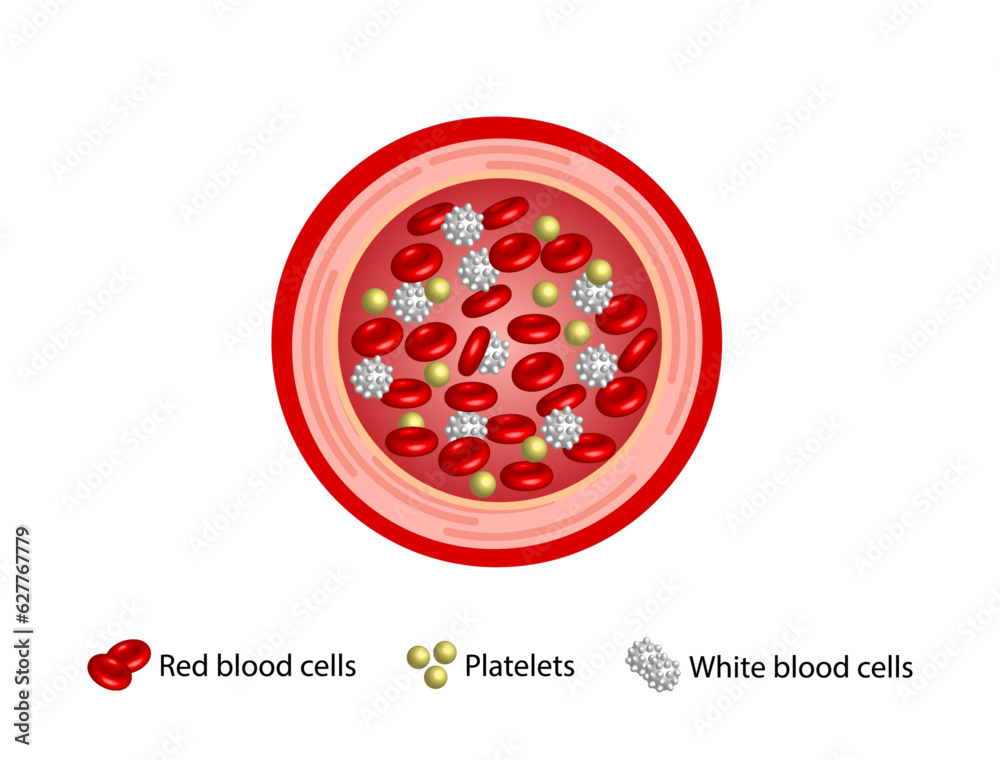 Blood Composition. Platelets, red blood (erythrocytes) and white blood ...
