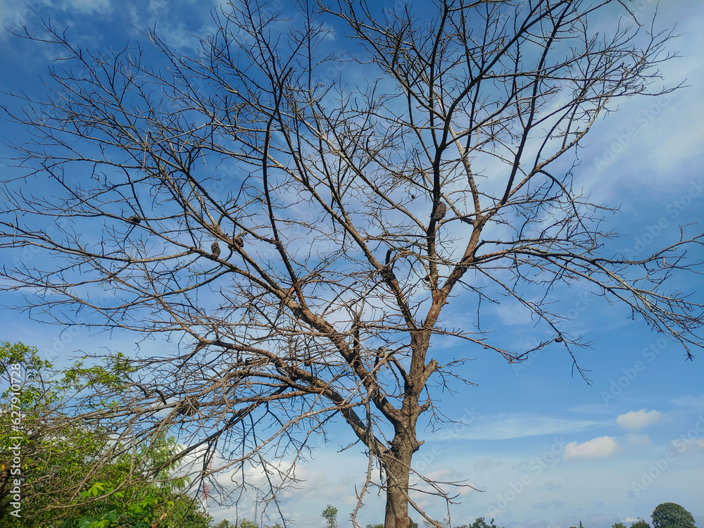 soursop tree that looks terrible with leaves that have fallen leaving ...