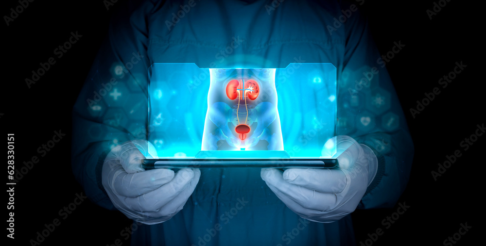 Photo Stock The nephrology specialist projects the kidneys, bladders ...
