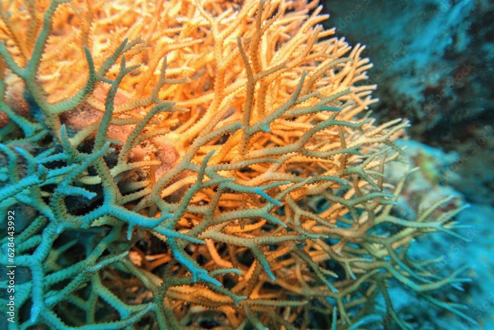 Branches of colonial stony coral Seriatopora hystrix commonly known as ...